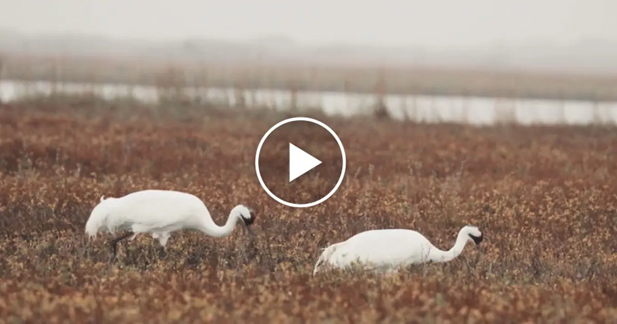 Conservation - Blue Collar | Shooting Sportsman Magazine