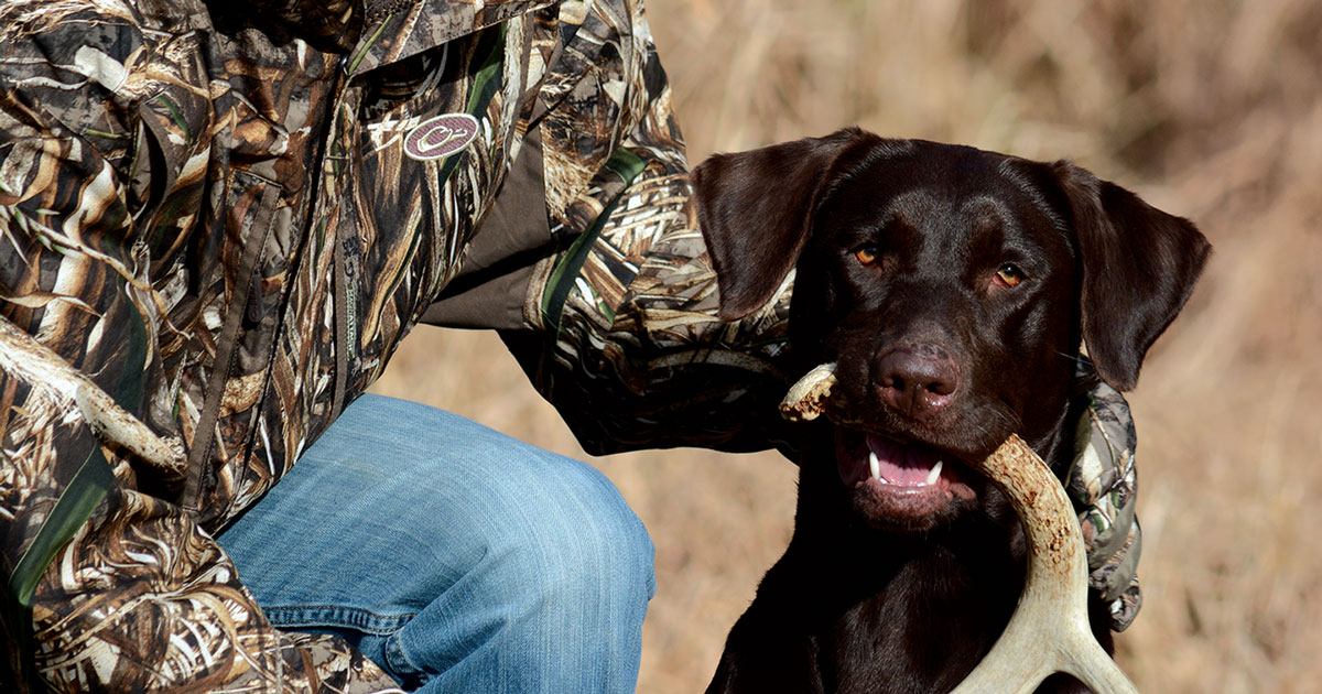 Hunting Dogs - Searching for Sheds | Shooting Sportsman Magazine