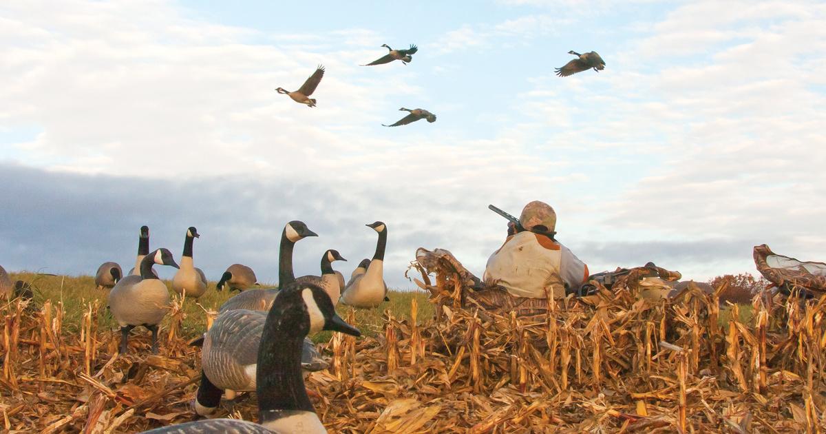 Facts About Waterfowl Loads | Shooting Sportsman Magazine
