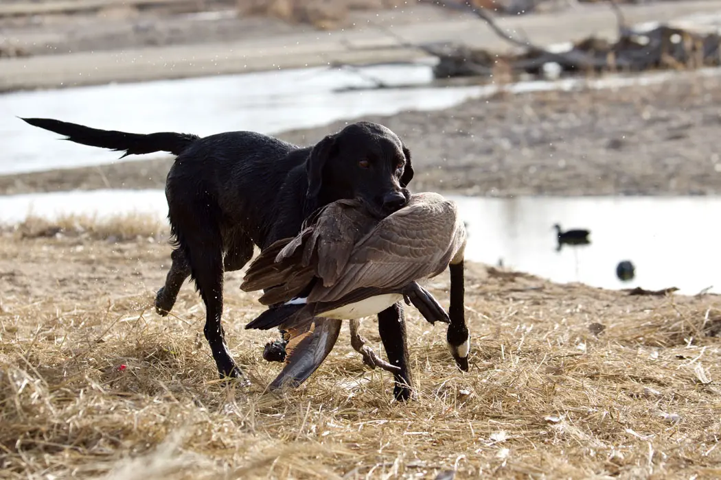 South Dakota Pheasant Hunting | Signature Lodge by Cheyenne Ridge