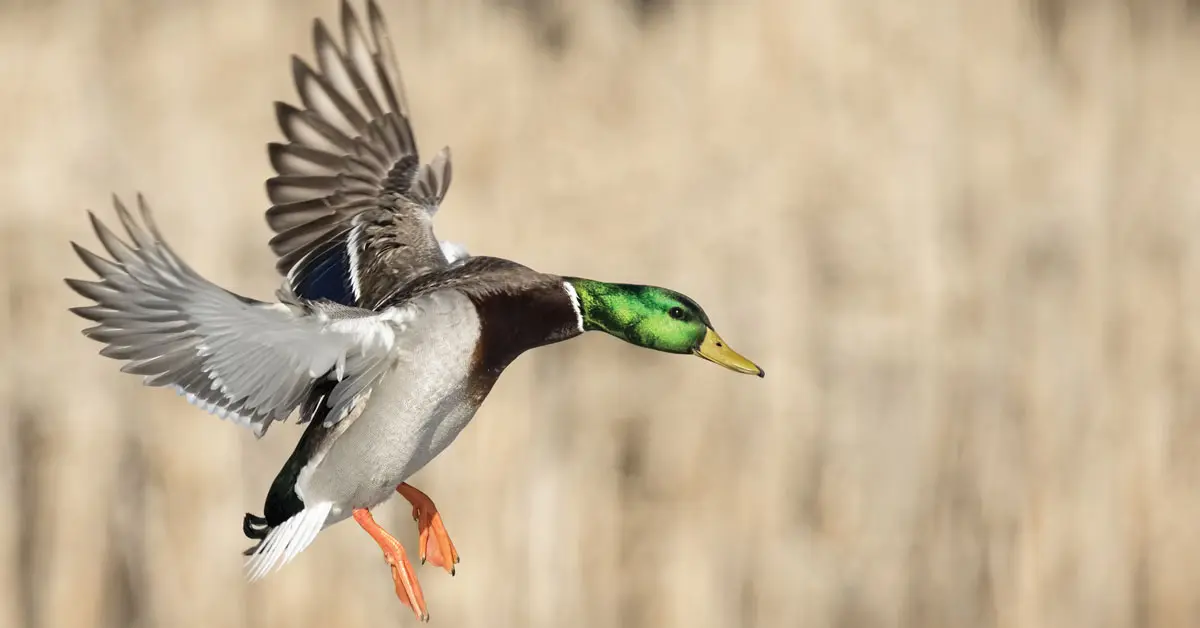 Falling Mallard Numbers - The Mallard Mystery | Shooting Sportsman