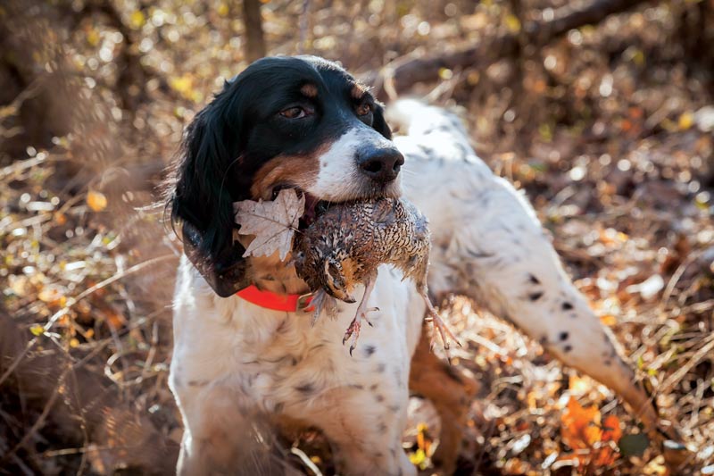 Down-Home Hunting at Winghaven Lodge | Shooting Sportsman