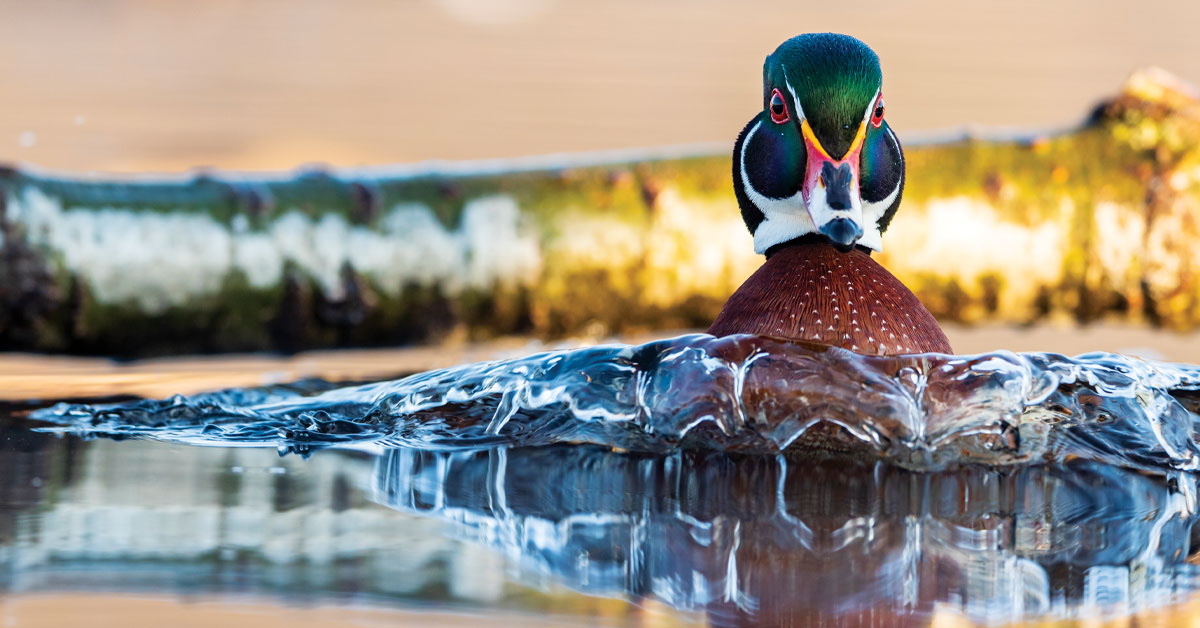 The Opener: Bow Wave | Shooting Sportsman Magazine