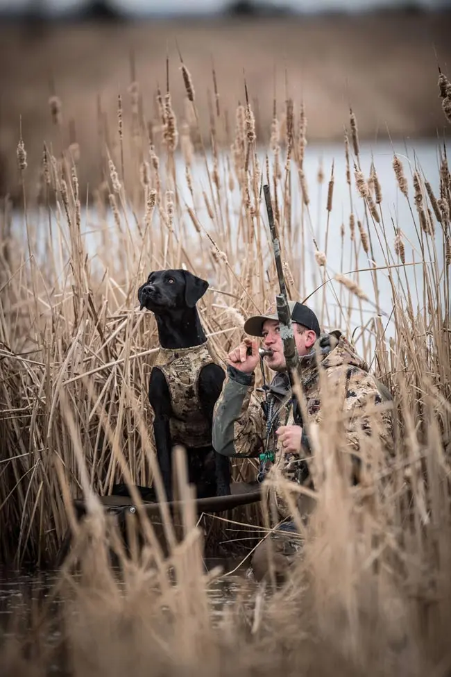Overcoming In-Season Duck Dog Training Obstacles