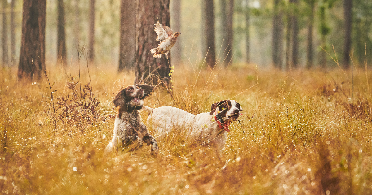 Big-Time Quail Hunting at SouthWind Plantation in Georgia
