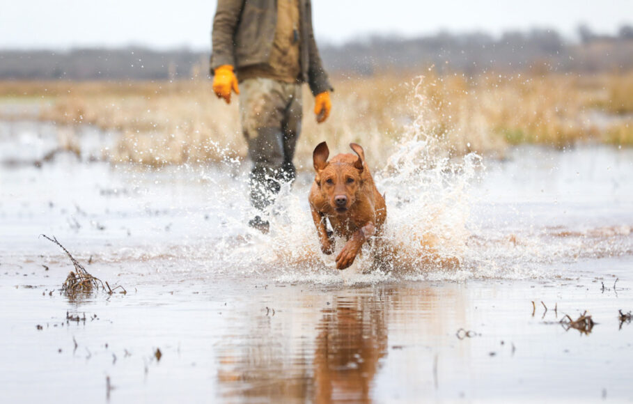 The British Labradors of Wildrose Kennels | Shooting Sportsman