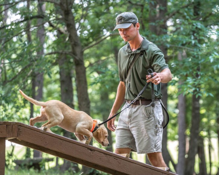 The British Labradors of Wildrose Kennels | Shooting Sportsman