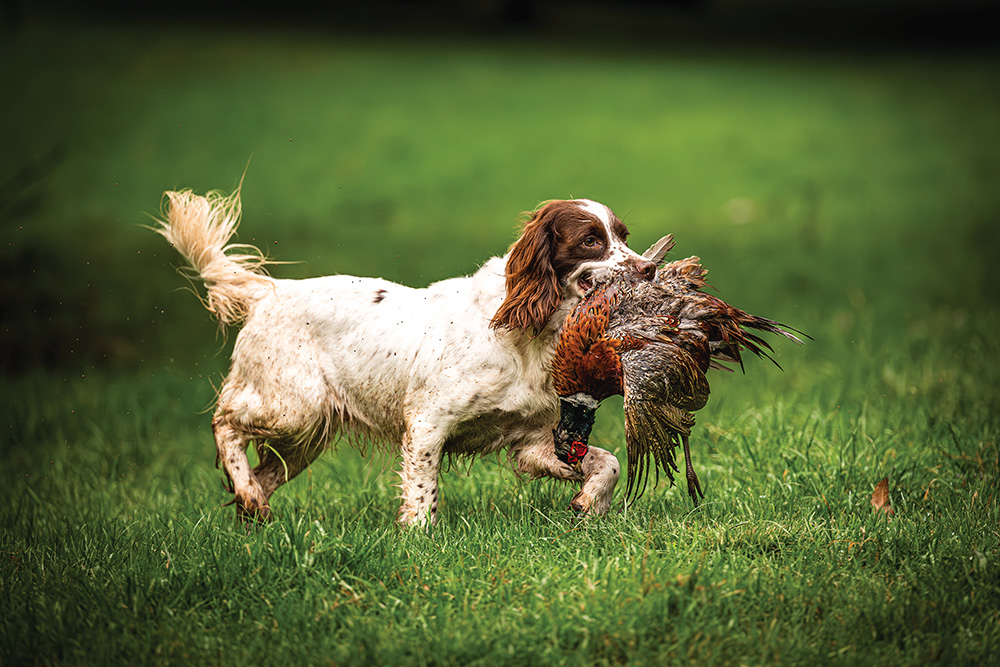 The Exmoor Experience - Shooting Sportsman
